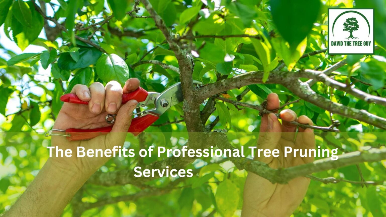 The Benefits of Professional Tree Pruning Services – David The Tree Guy